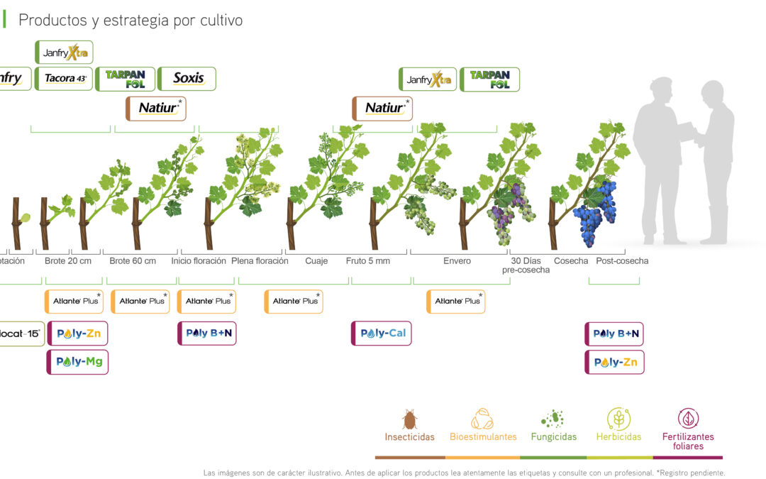 Fenologia archivos - GLEBA