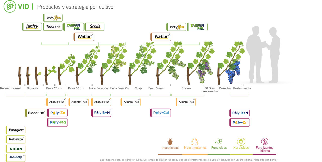 fenologia-vid | GLEBA