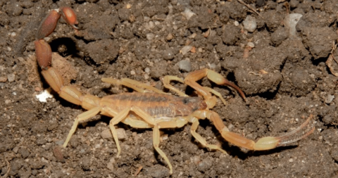 Alacranes y escorpiones, qué son y cómo controlarlos | GLEBA