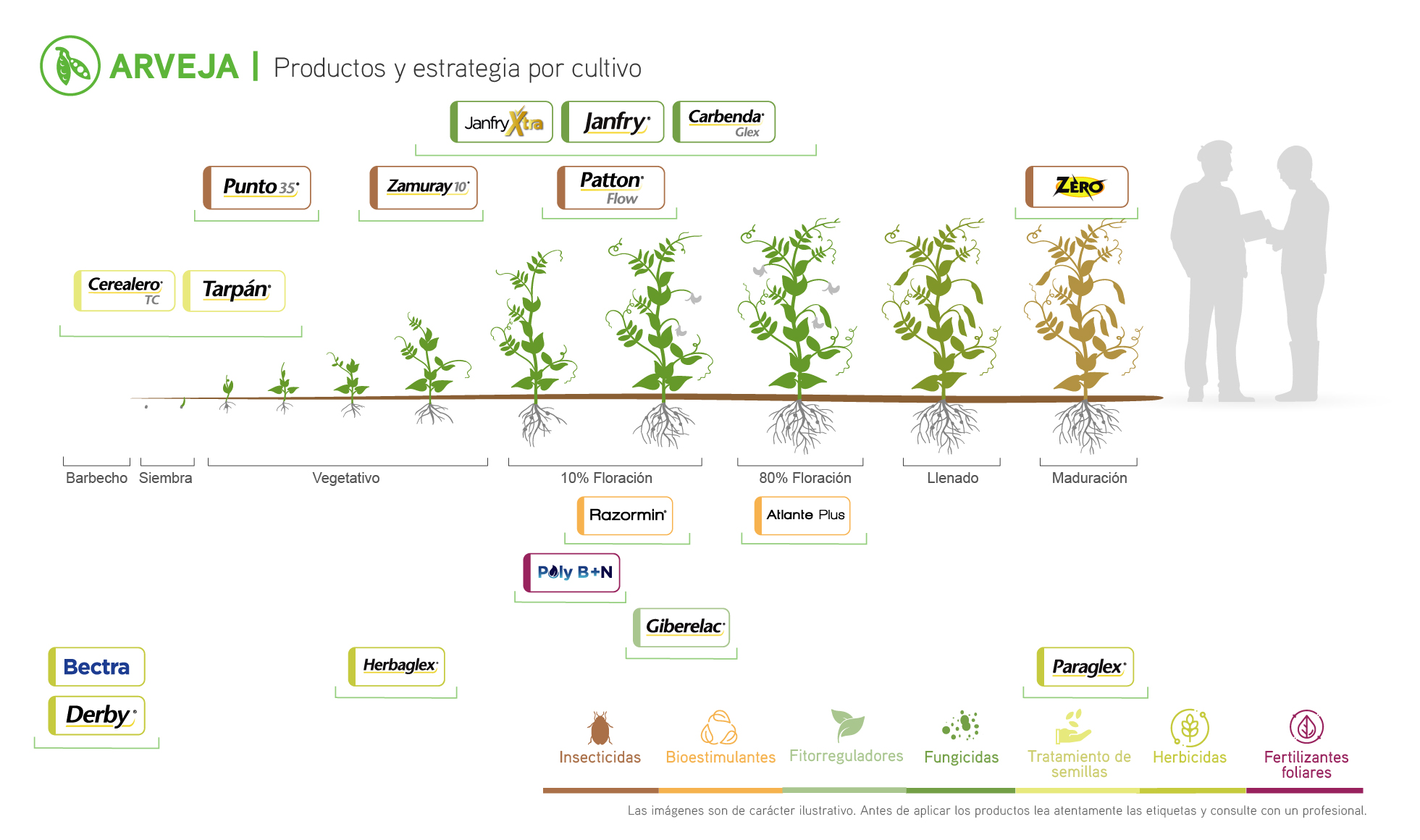 fenologia-arveja - GLEBA