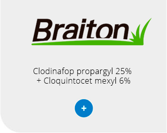 Braiton - GLEBA