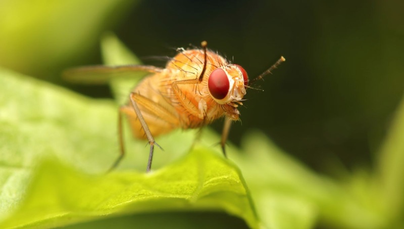 Piretroides y IRC: combinación clave contra moscas de la fruta - GLEBA